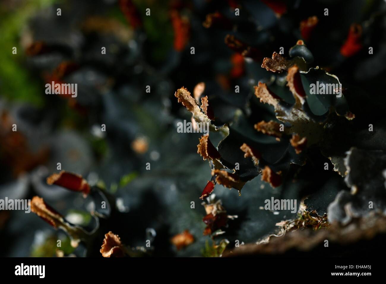 texture moss gray mold Stock Photo - Alamy