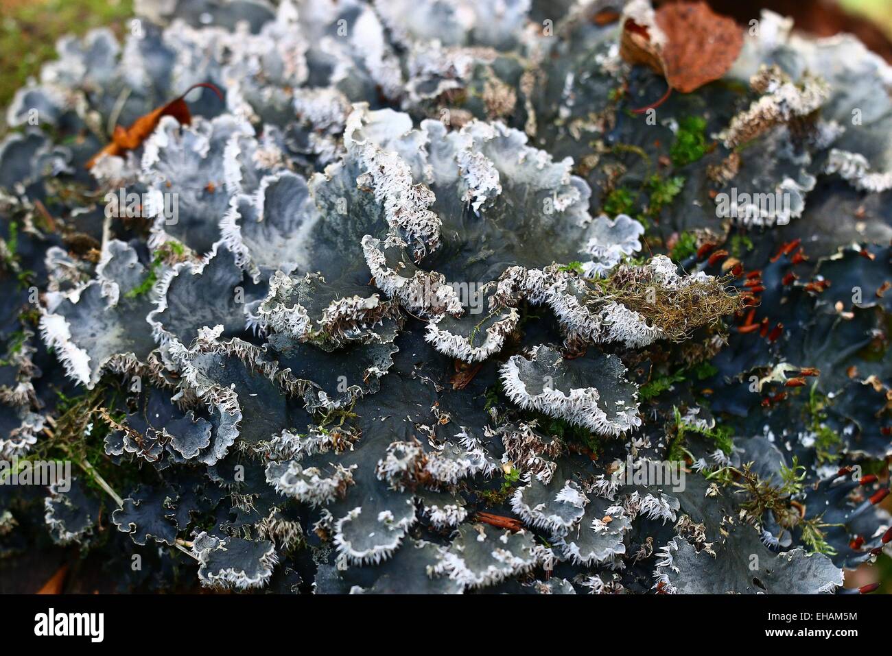 texture moss gray mold Stock Photo - Alamy