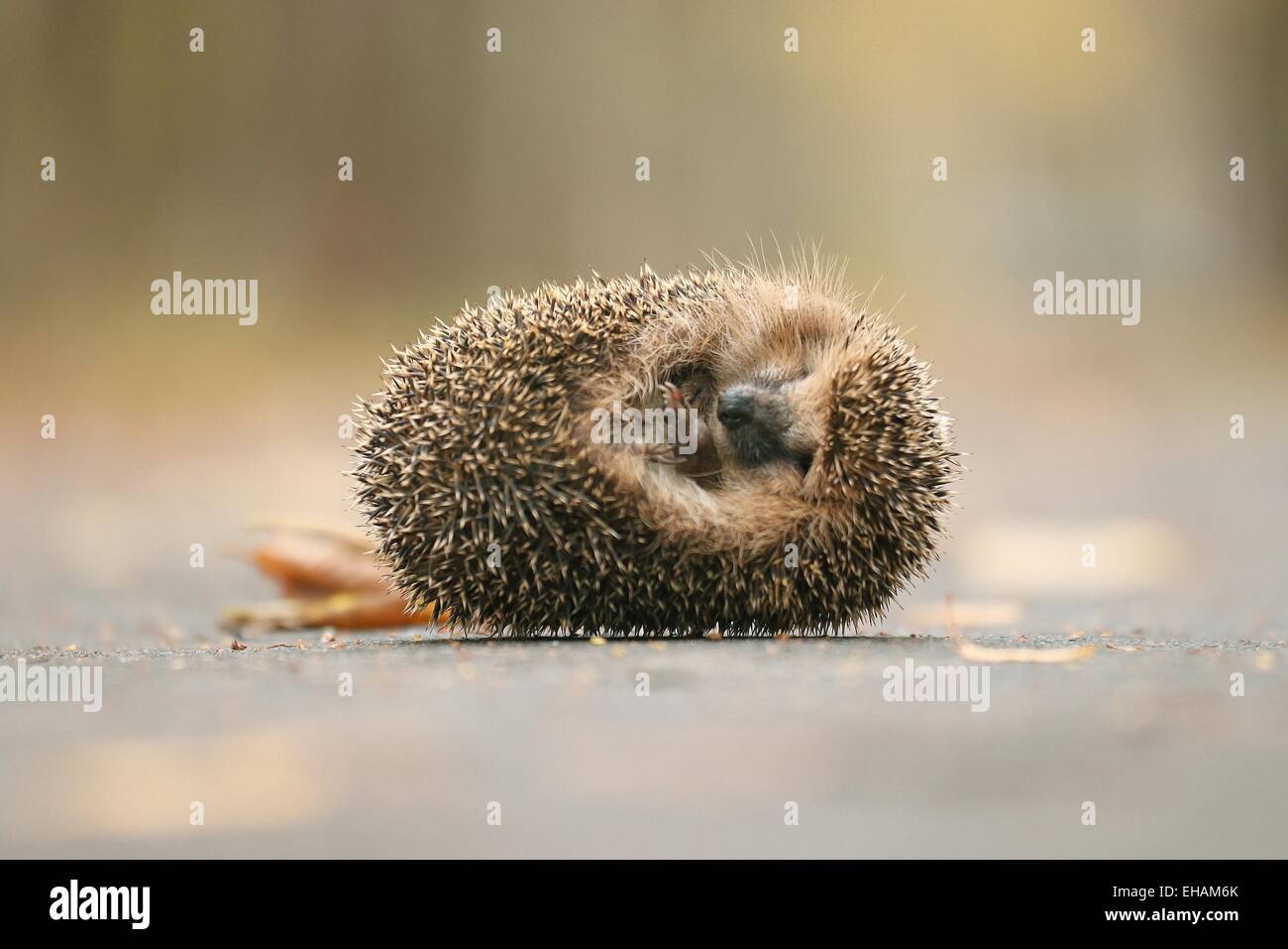 hedgehog close-up portrait Stock Photo - Alamy