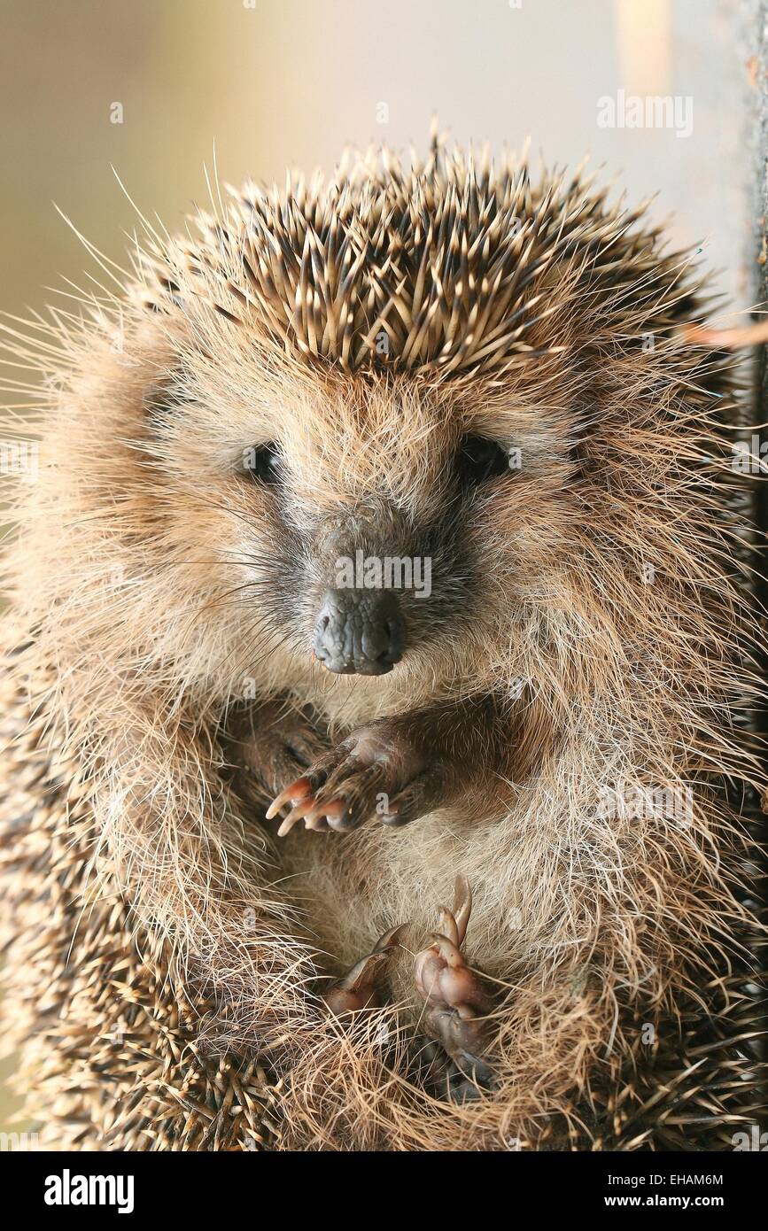 hedgehog close-up portrait Stock Photo - Alamy