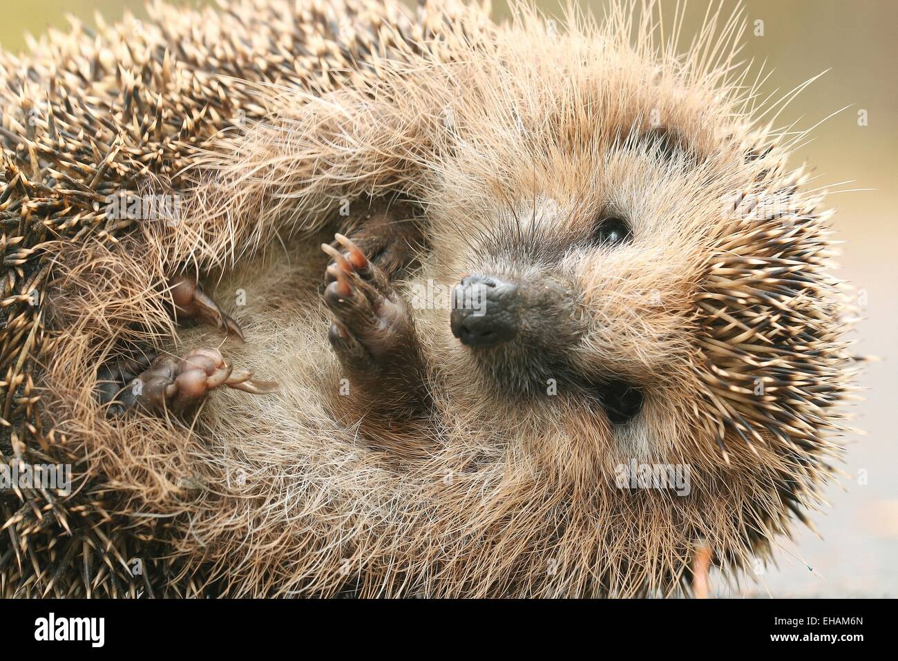 hedgehog close-up portrait Stock Photo - Alamy