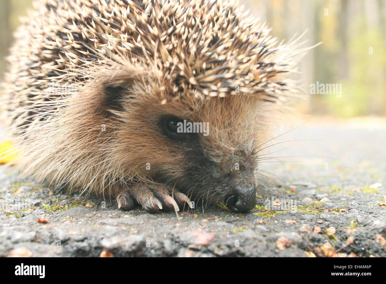 hedgehog close-up portrait Stock Photo - Alamy