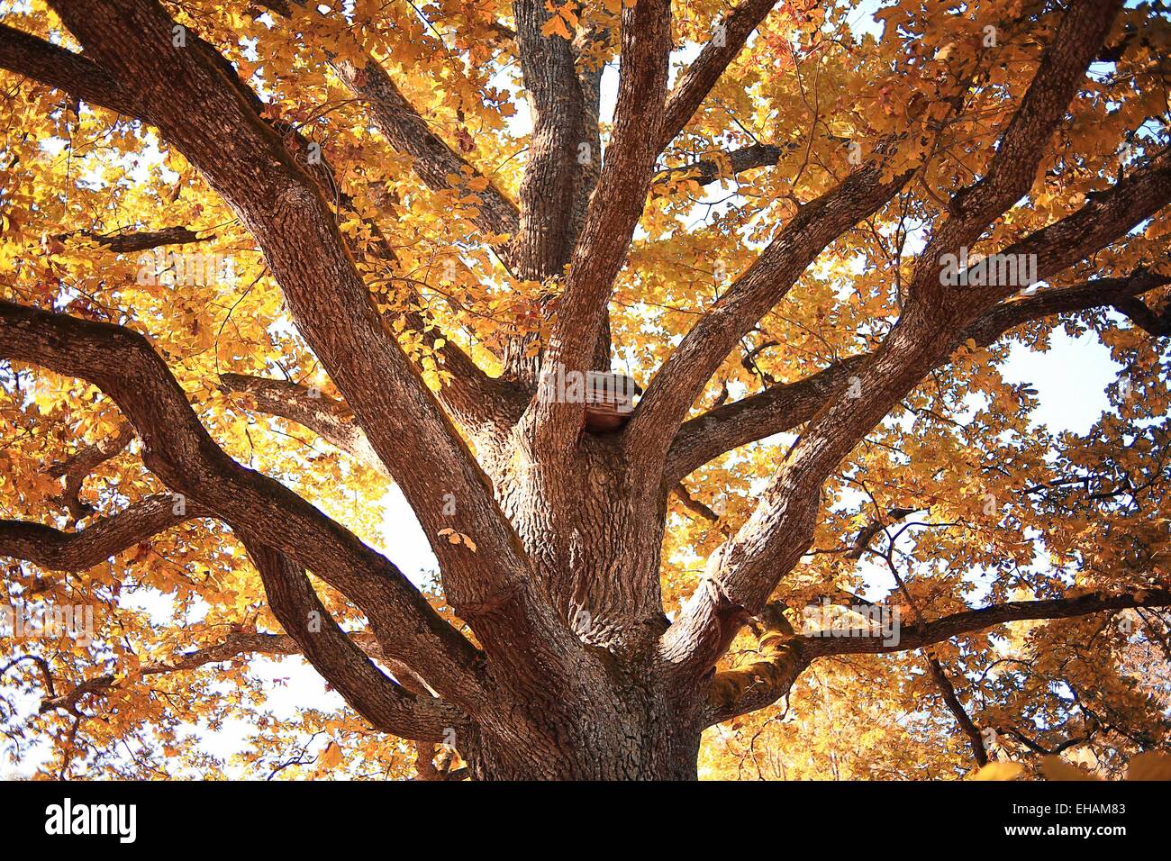 Indian autumn hi-res stock photography and images - Alamy