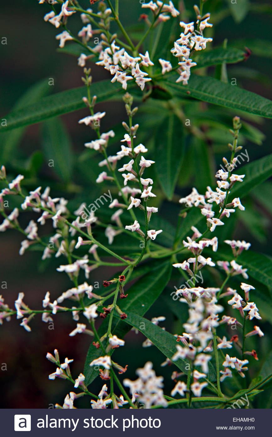 Lemon Verbena Stock Photos & Lemon Verbena Stock Images - Alamy