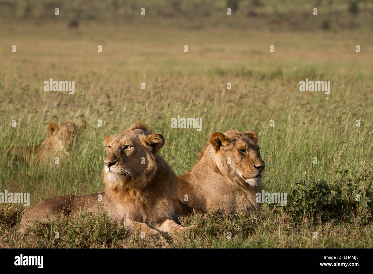 Two sub adult male Lions resting in the Serengeti (Panthera leo Stock ...