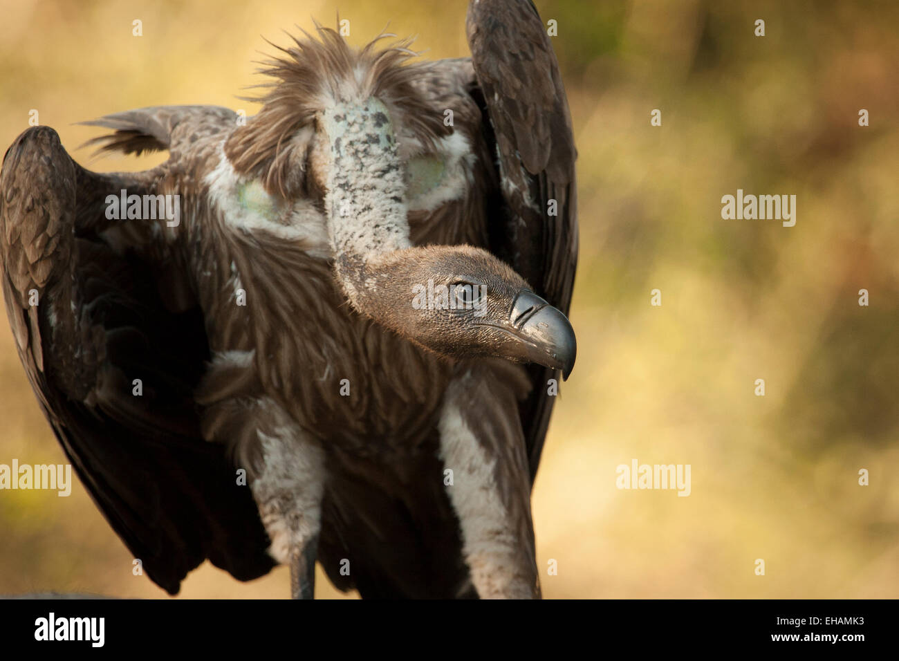 White-backed vulture (Gyps africanus Stock Photo - Alamy