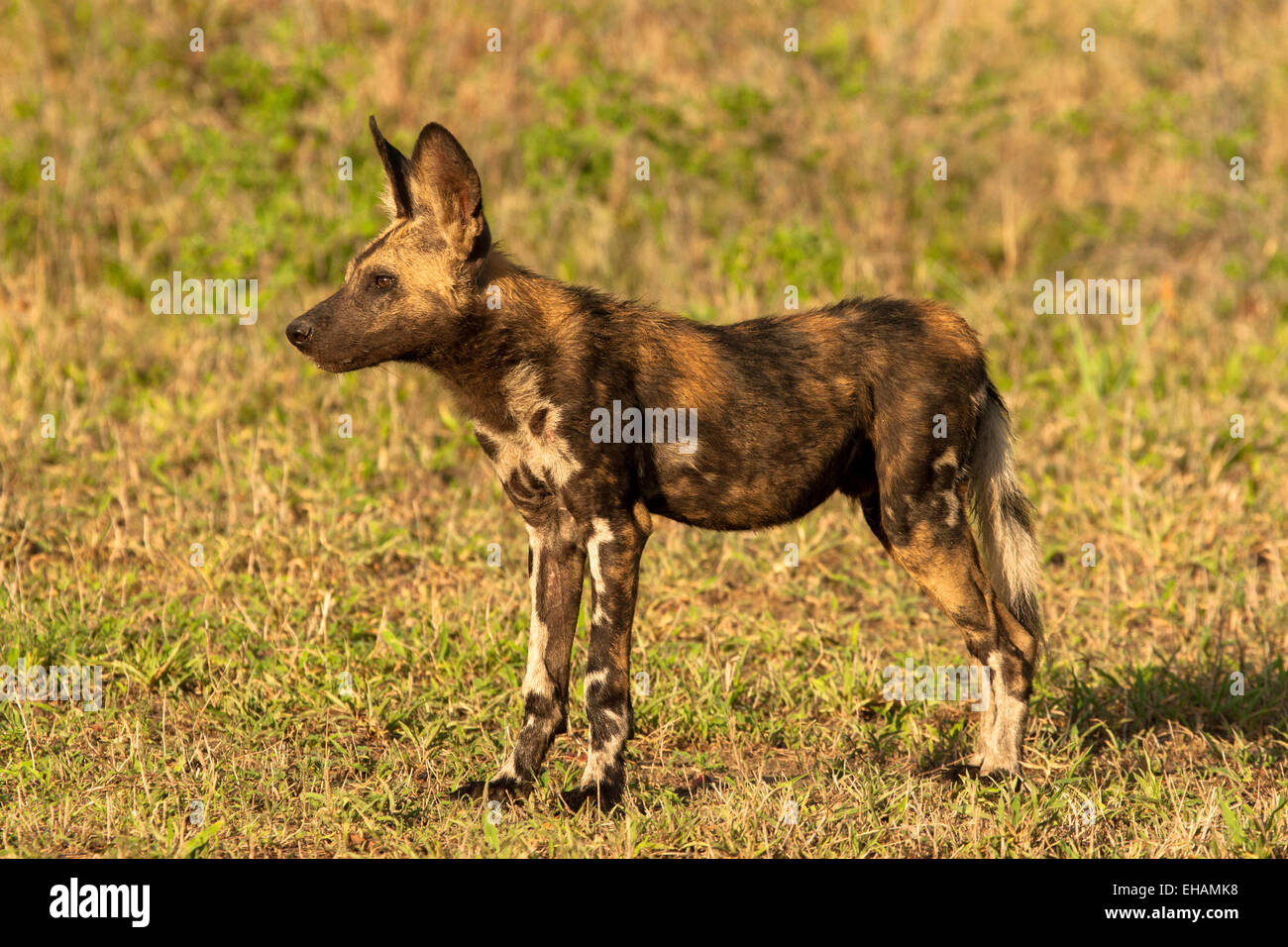 African wild dog (Lycaon pictus Stock Photo - Alamy