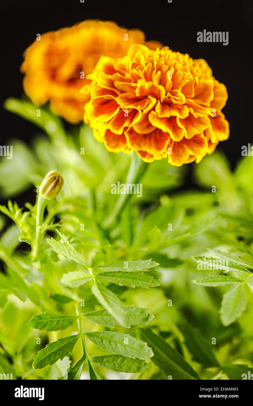 A colorful Marigold Flower blooming in the garden Stock Photo - Alamy