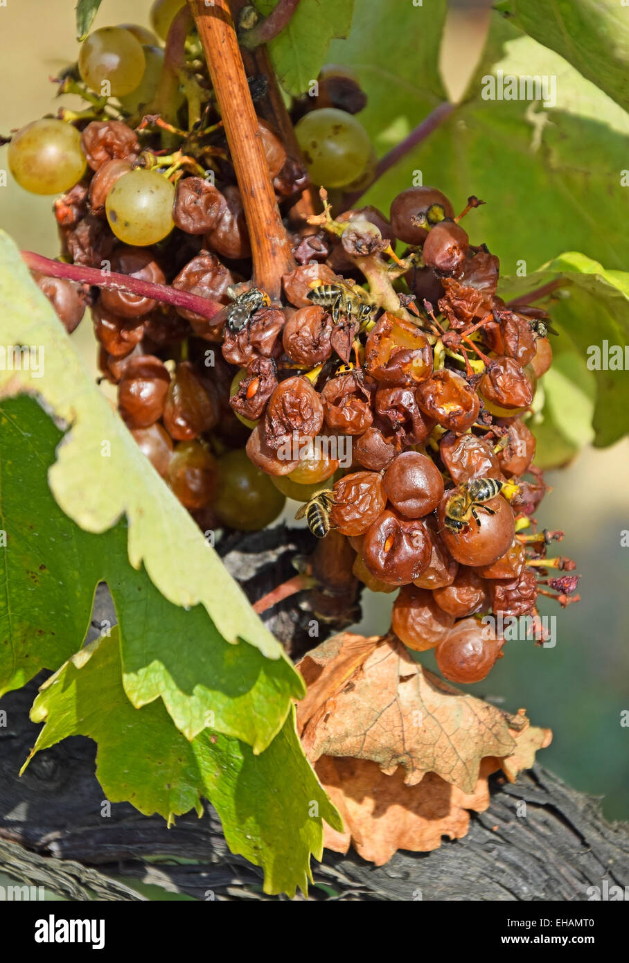 Grapes for making the famous wine Hungarian Tokaji Aszú Stock Photo - Alamy