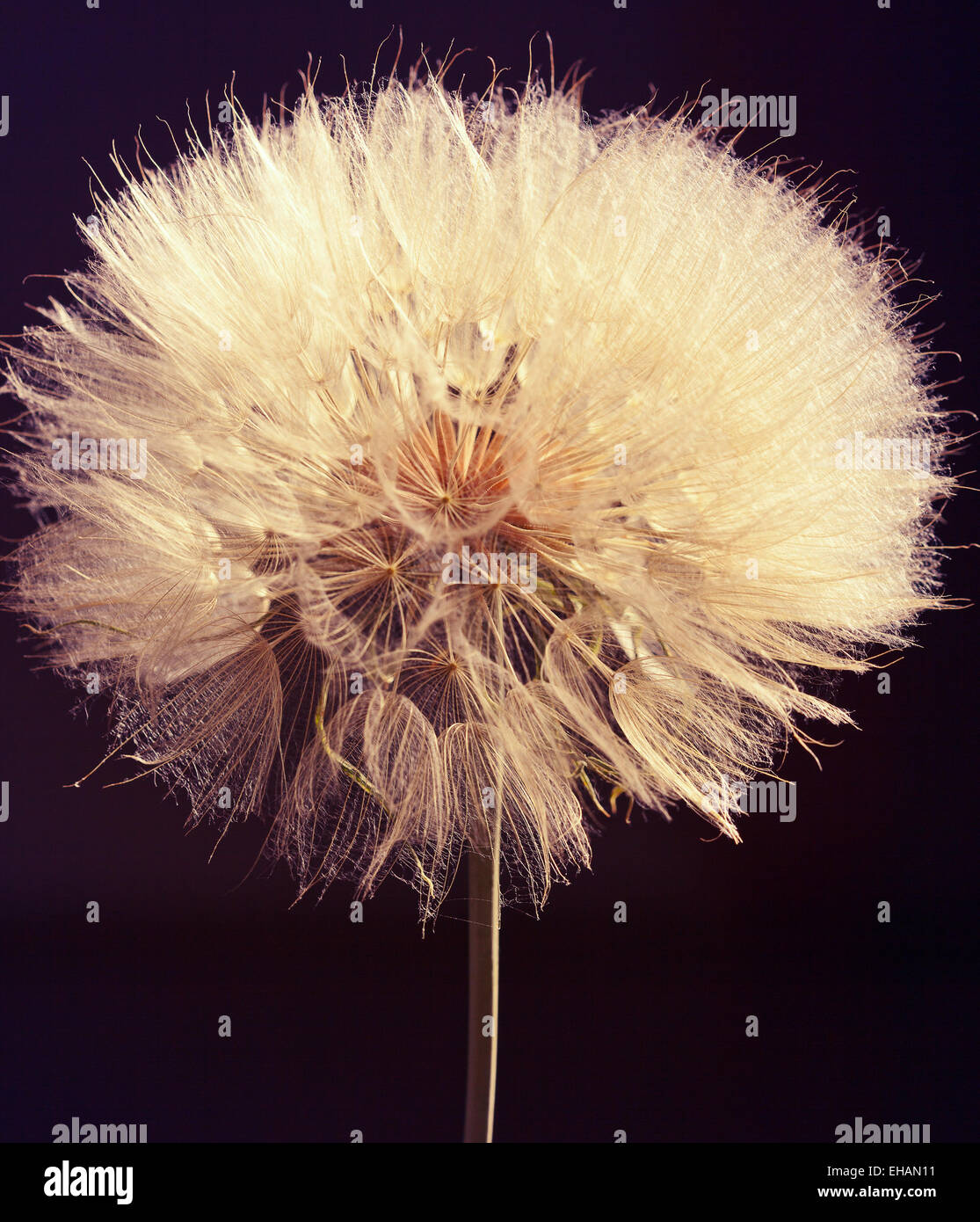Big dandelion hi-res stock photography and images - Alamy
