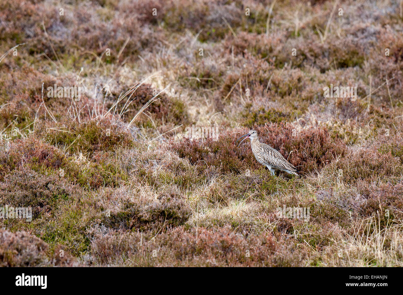 Curlew moorland hi-res stock photography and images - Alamy