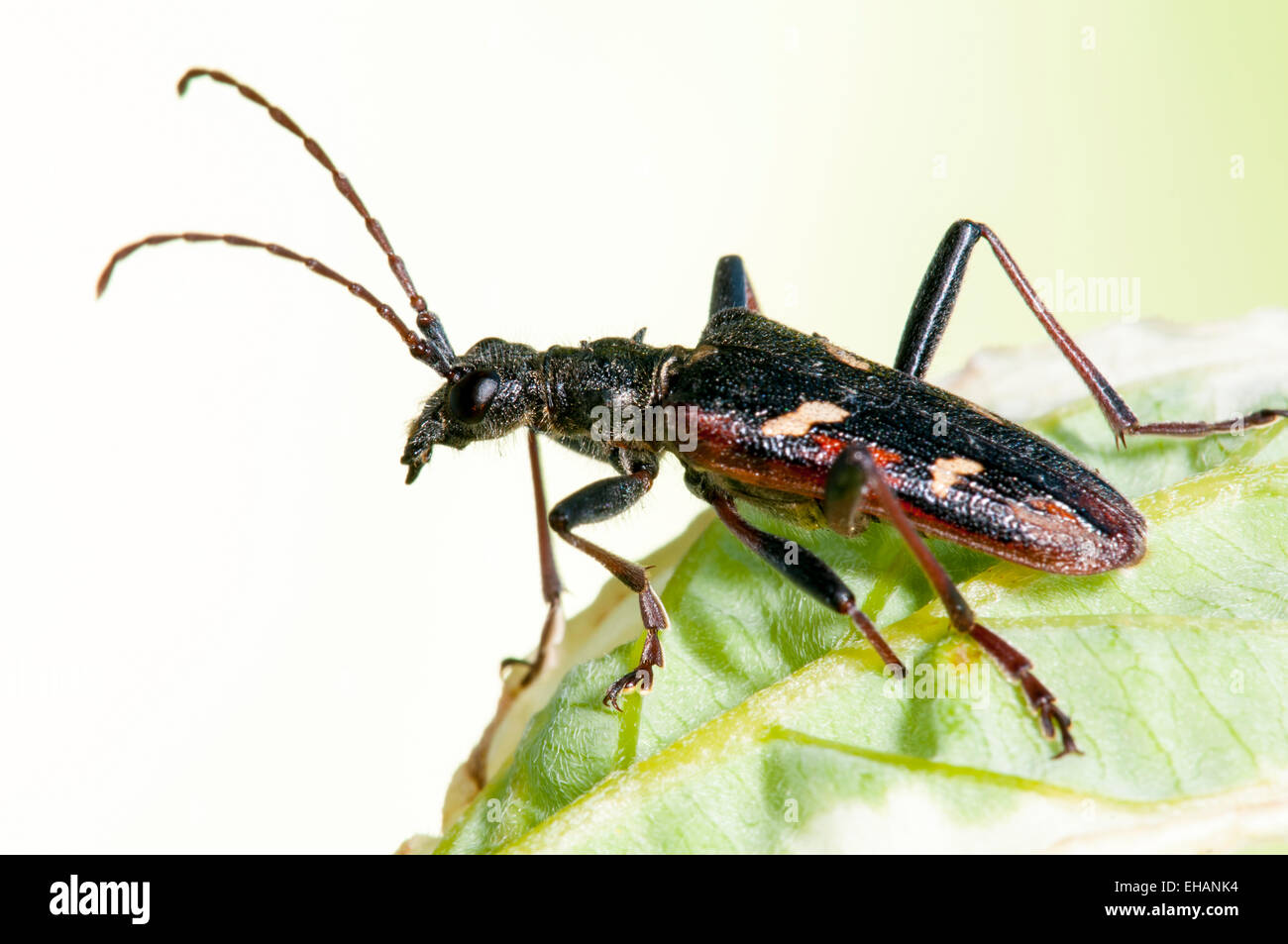 Two banded longhorn beetle rhagium bifasciatum hi-res stock photography ...