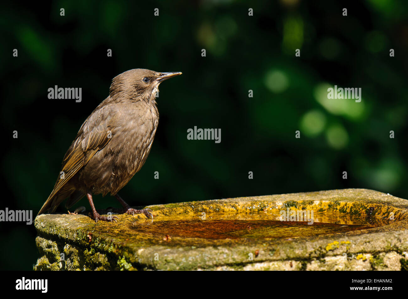 Starling birdbath hi-res stock photography and images - Alamy