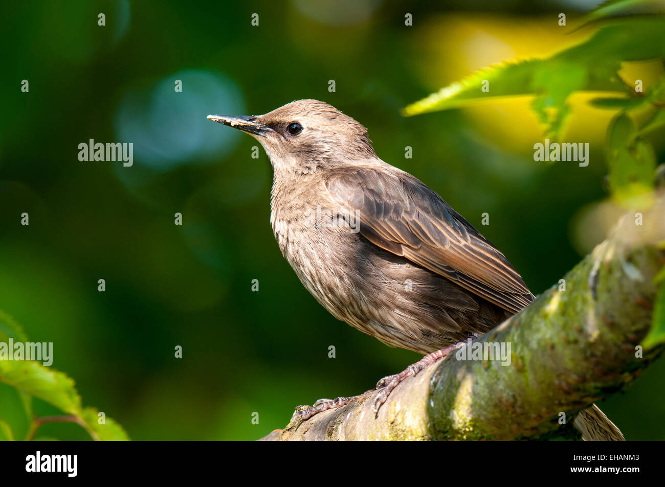 Starling (Sturnus vulgaris), newly fledged juvenile perched on the ...