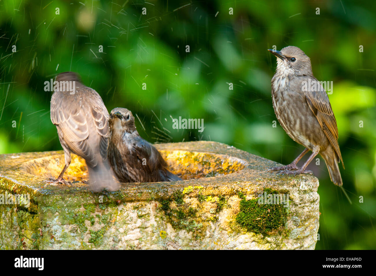 Fledgling starling hi-res stock photography and images - Alamy