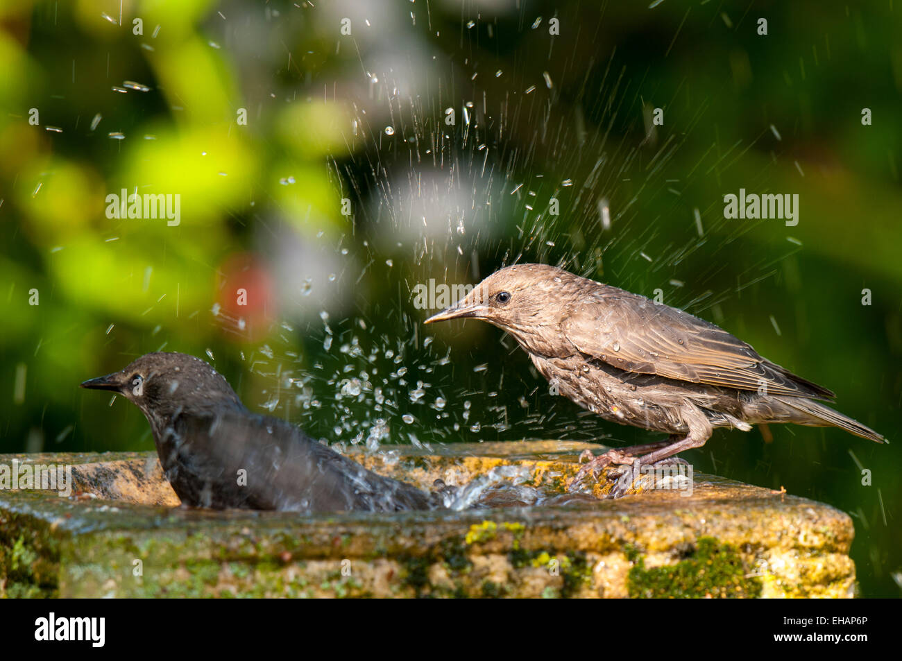 Juvenile starling sturnus vulgaris hi-res stock photography and images ...