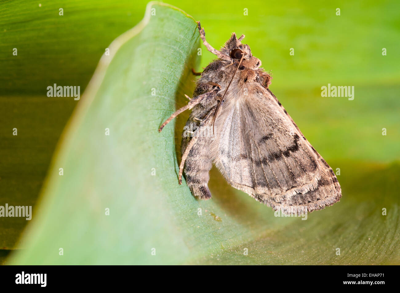 A gothic moth (Naenia typica) freshly emerged from its chrysalis and ...