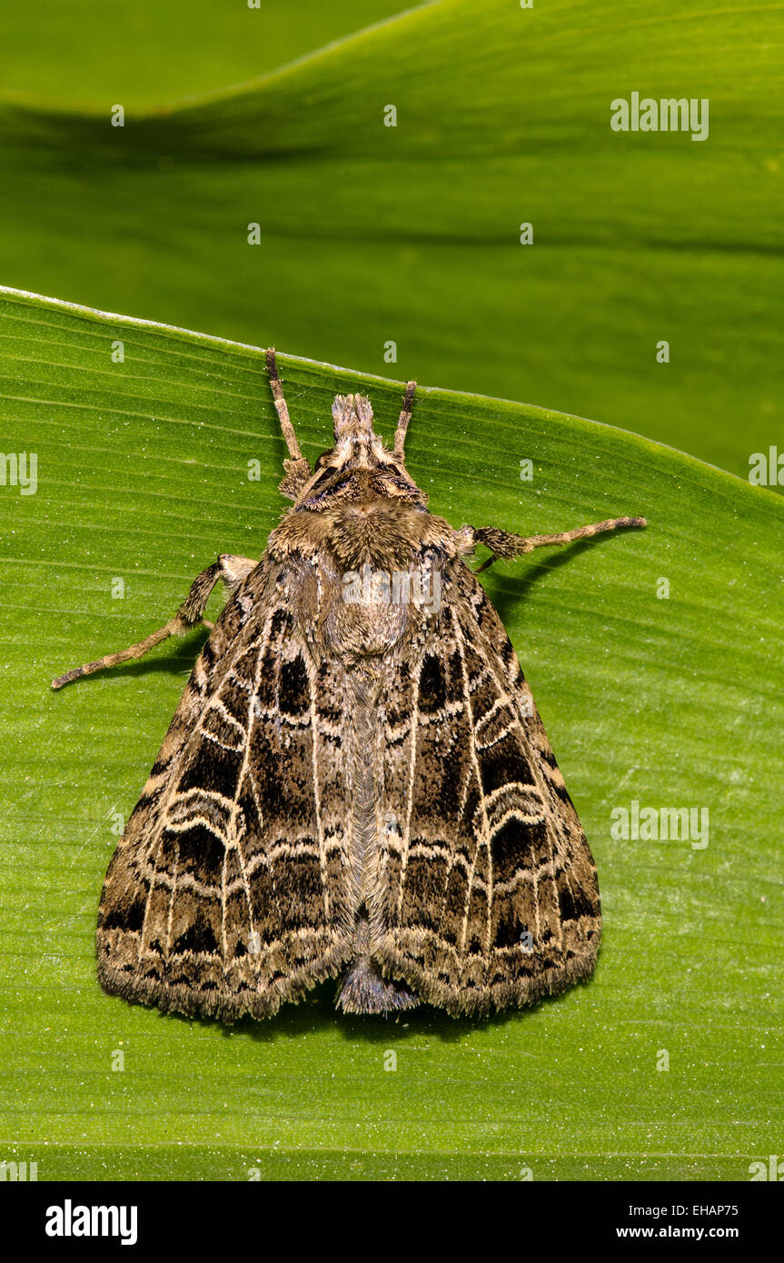 A gothic moth (Naenia typica) freshly emerged from its chrysalis ...