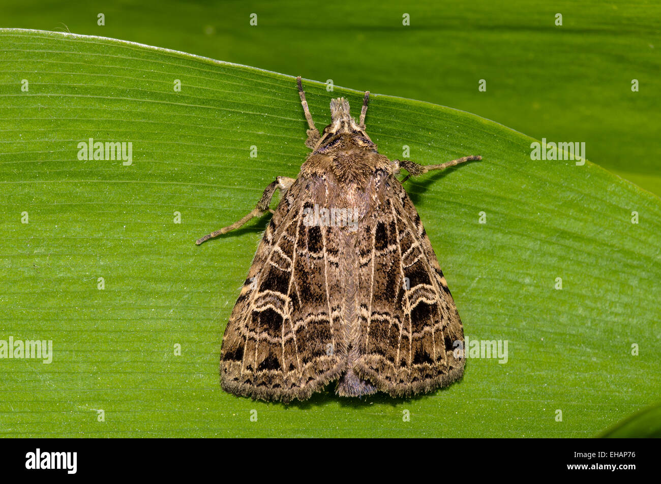 A gothic moth (Naenia typica) freshly emerged from its chrysalis ...