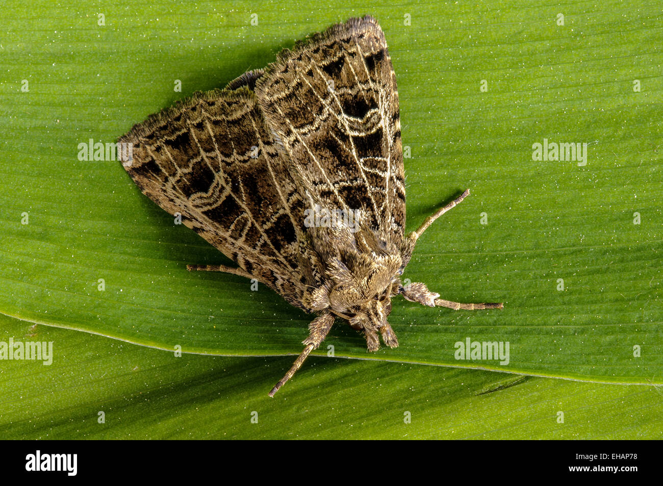 A gothic moth (Naenia typica) freshly emerged from its chrysalis ...