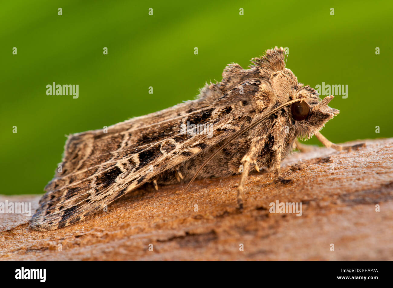A gothic moth (Naenia typica) freshly emerged from its chrysalis ...