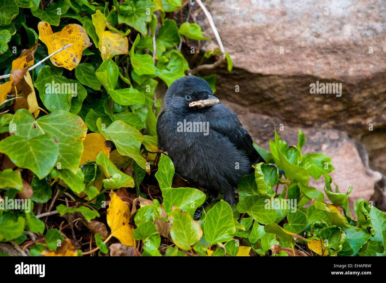 Juvenile jackdaw hi-res stock photography and images - Alamy