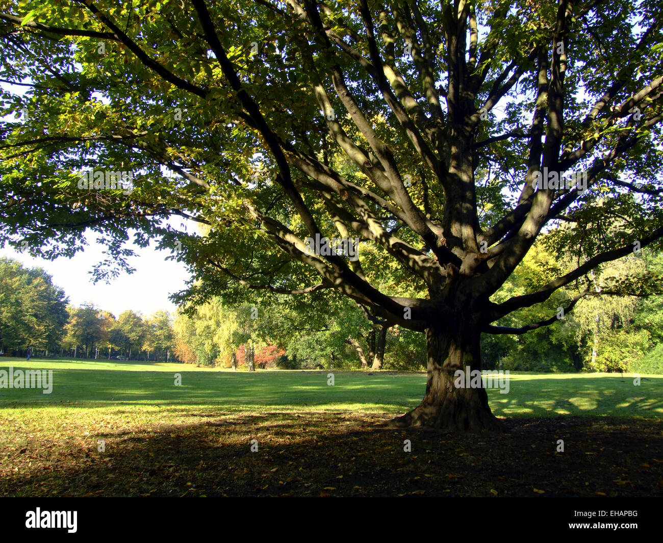 Baum im Park / tree Stock Photo - Alamy