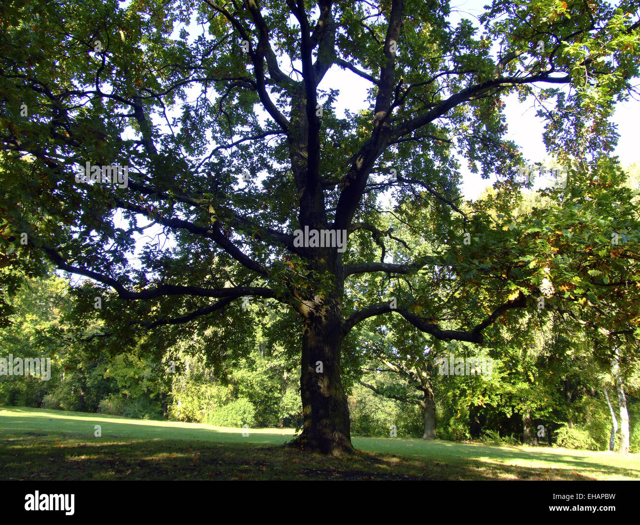 Baum stamm hi-res stock photography and images - Alamy