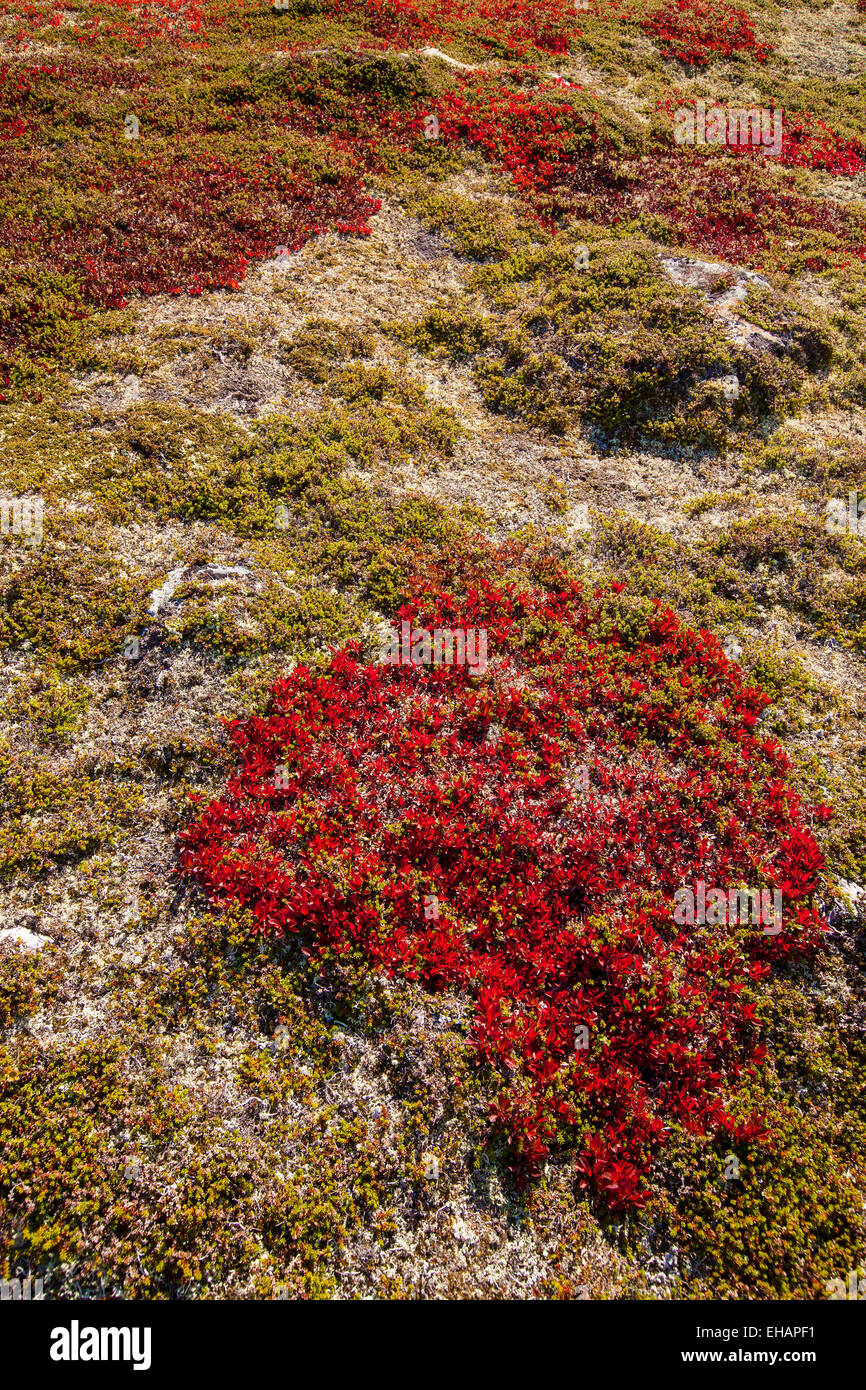 autumn highland plants background in Norway Gamle Strynefjellsvegen ...