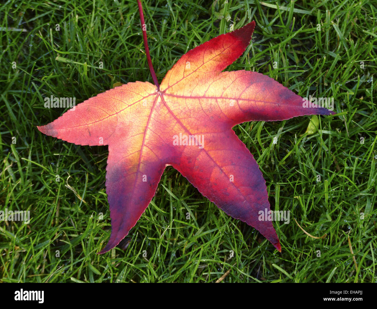 Acer maple leaf hi-res stock photography and images - Alamy