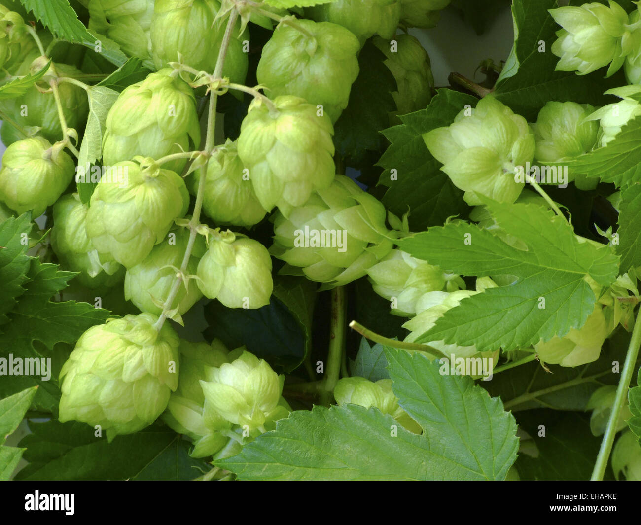 Hopfen / common hops (Humulus Lupulus Stock Photo - Alamy