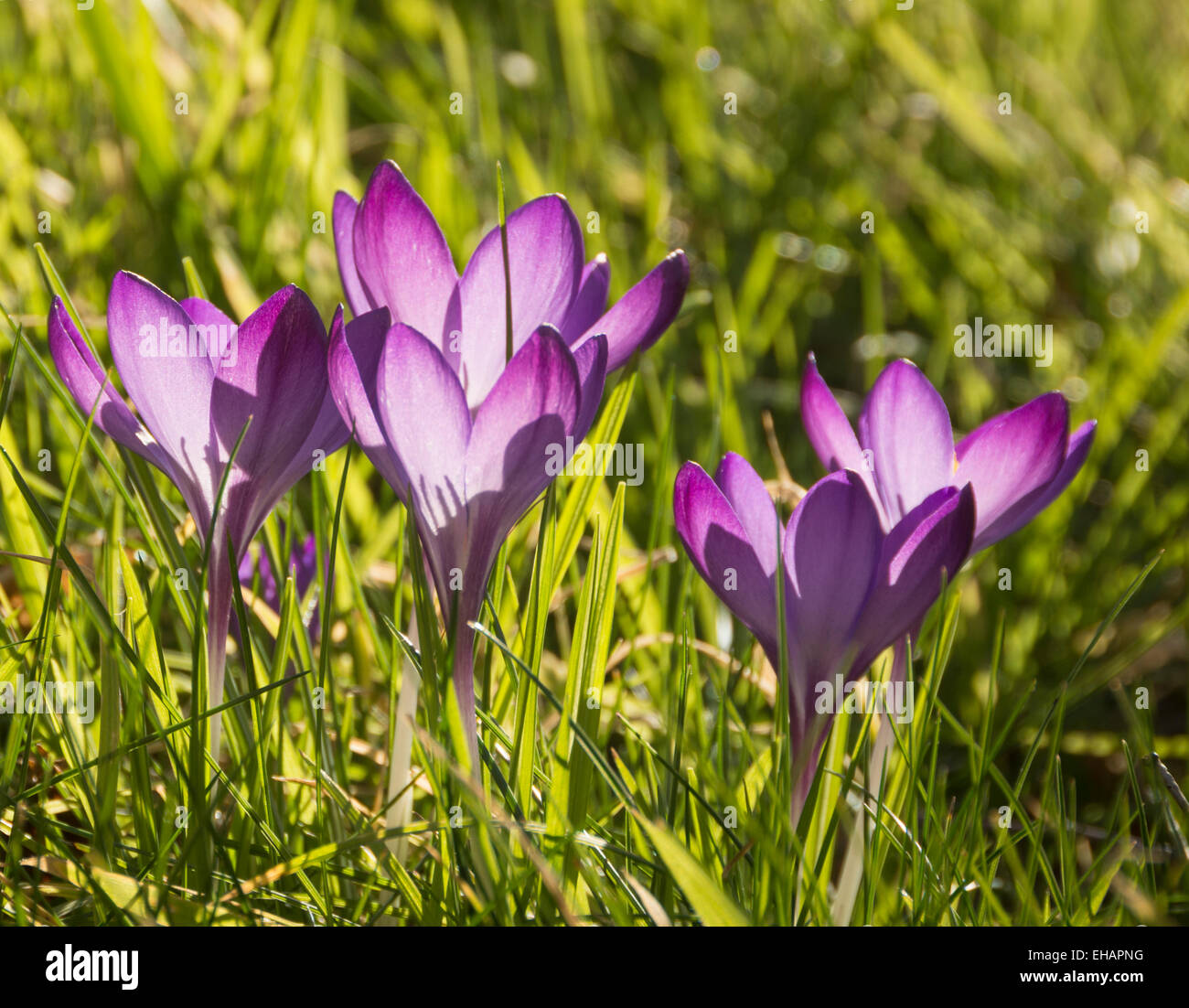 Purple Spring Crocuses in Grass Stock Photo - Alamy