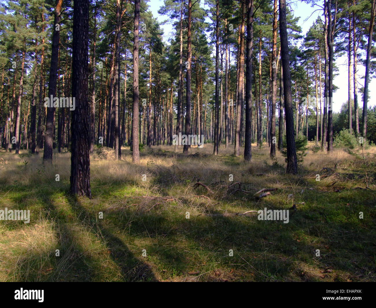 Wald / forest Stock Photo - Alamy