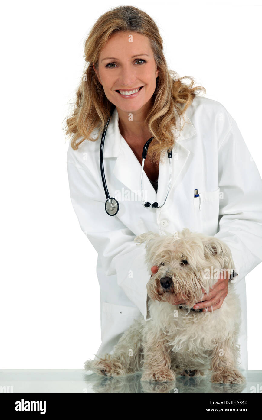Veterinarian with small white dog Stock Photo - Alamy