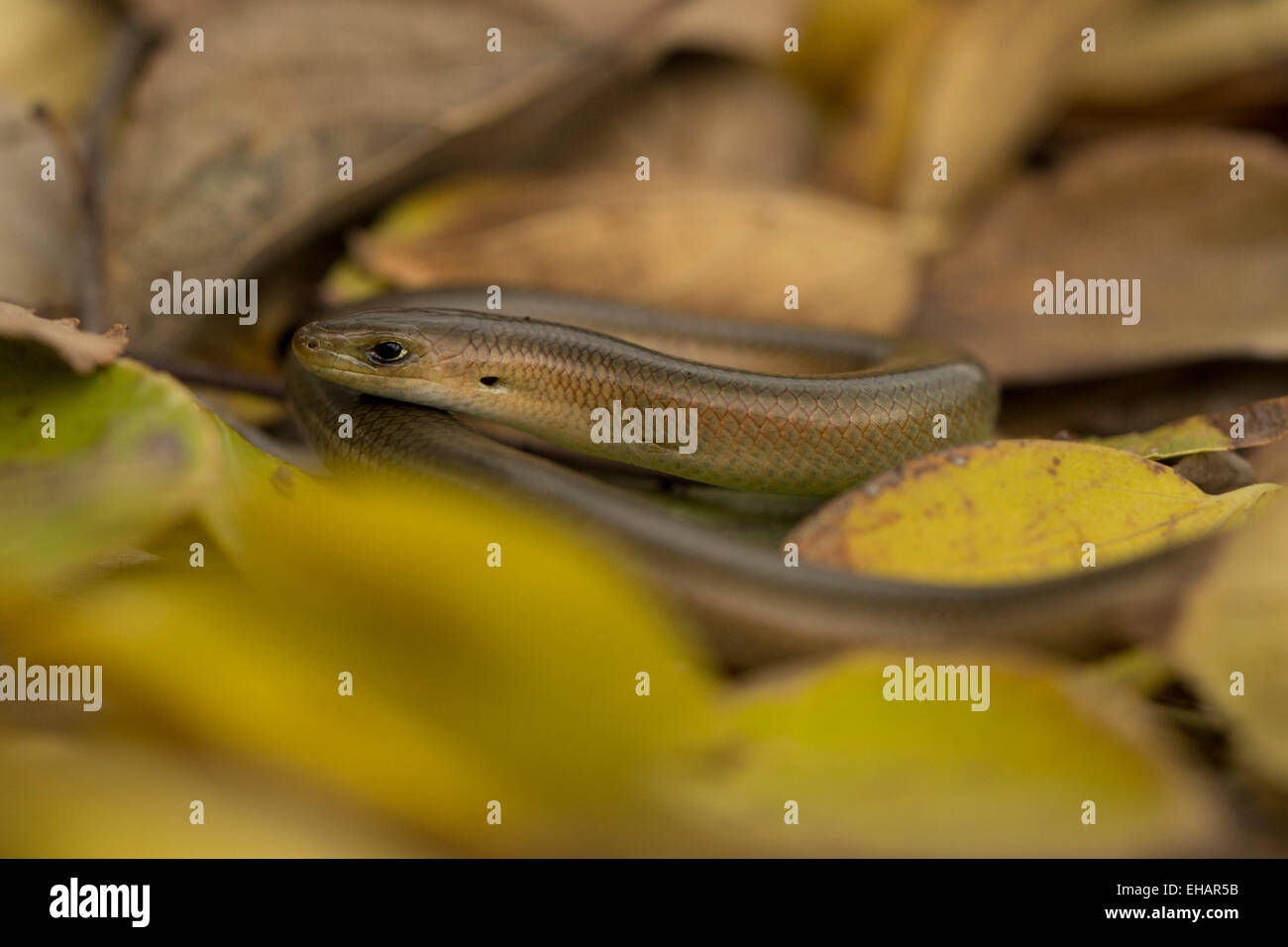 Guentheri hi-res stock photography and images - Alamy