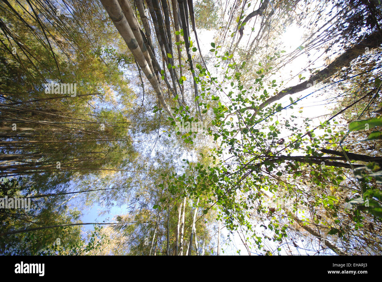 view of tree and sky in forests Stock Photo - Alamy
