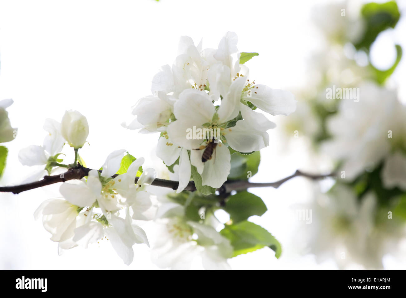 flowering branch of tree is in spring Stock Photo - Alamy