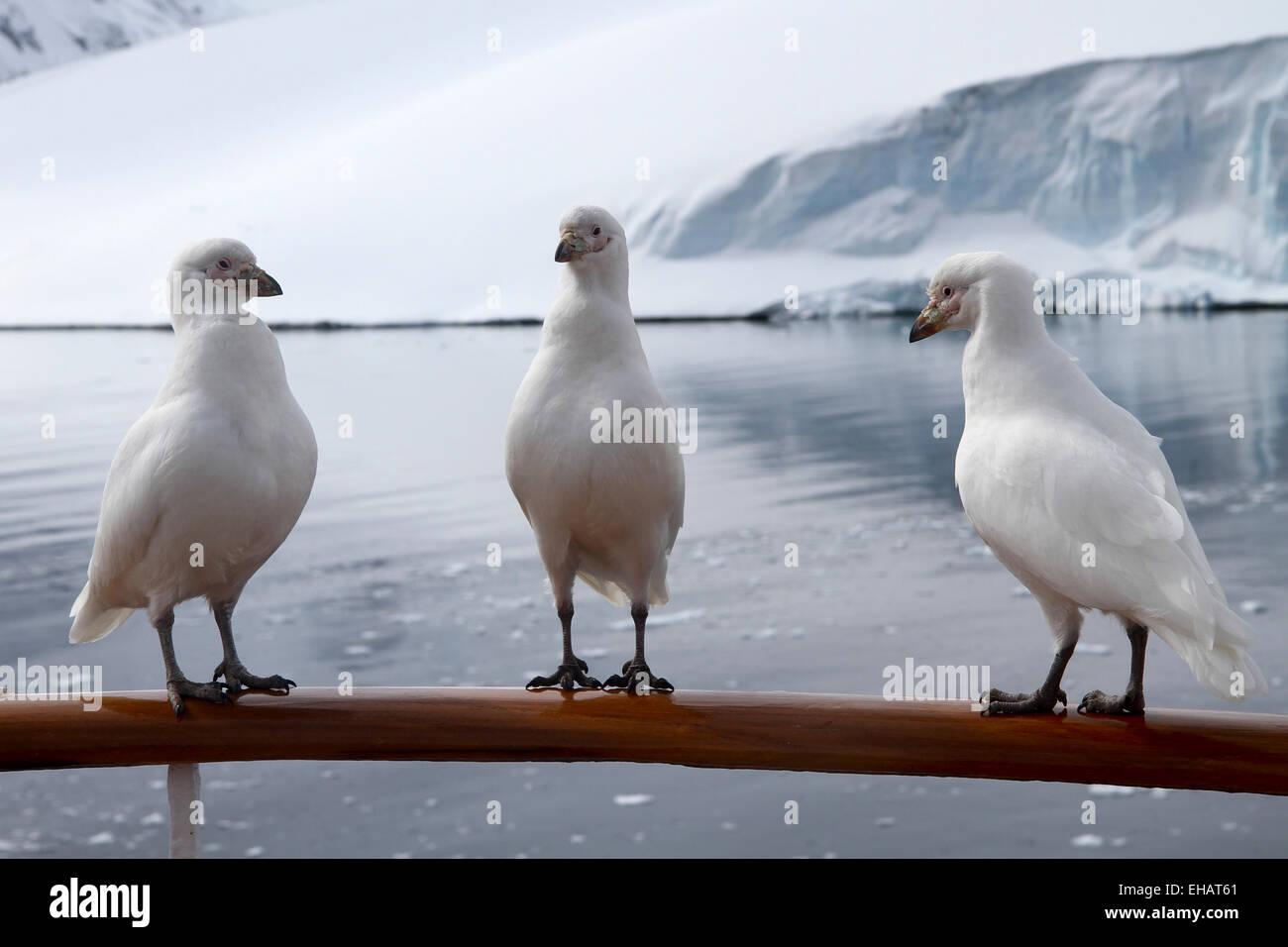 Snowy sheathbill (Chionis alba or Chionis albus). This stocky bird is a ...