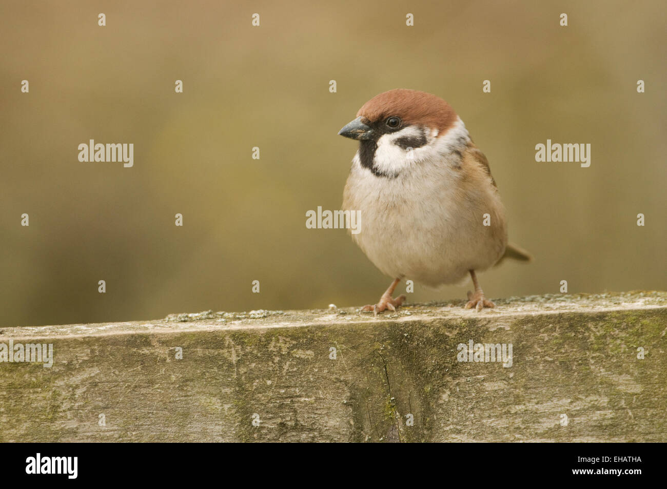Passer montanus house hi-res stock photography and images - Alamy
