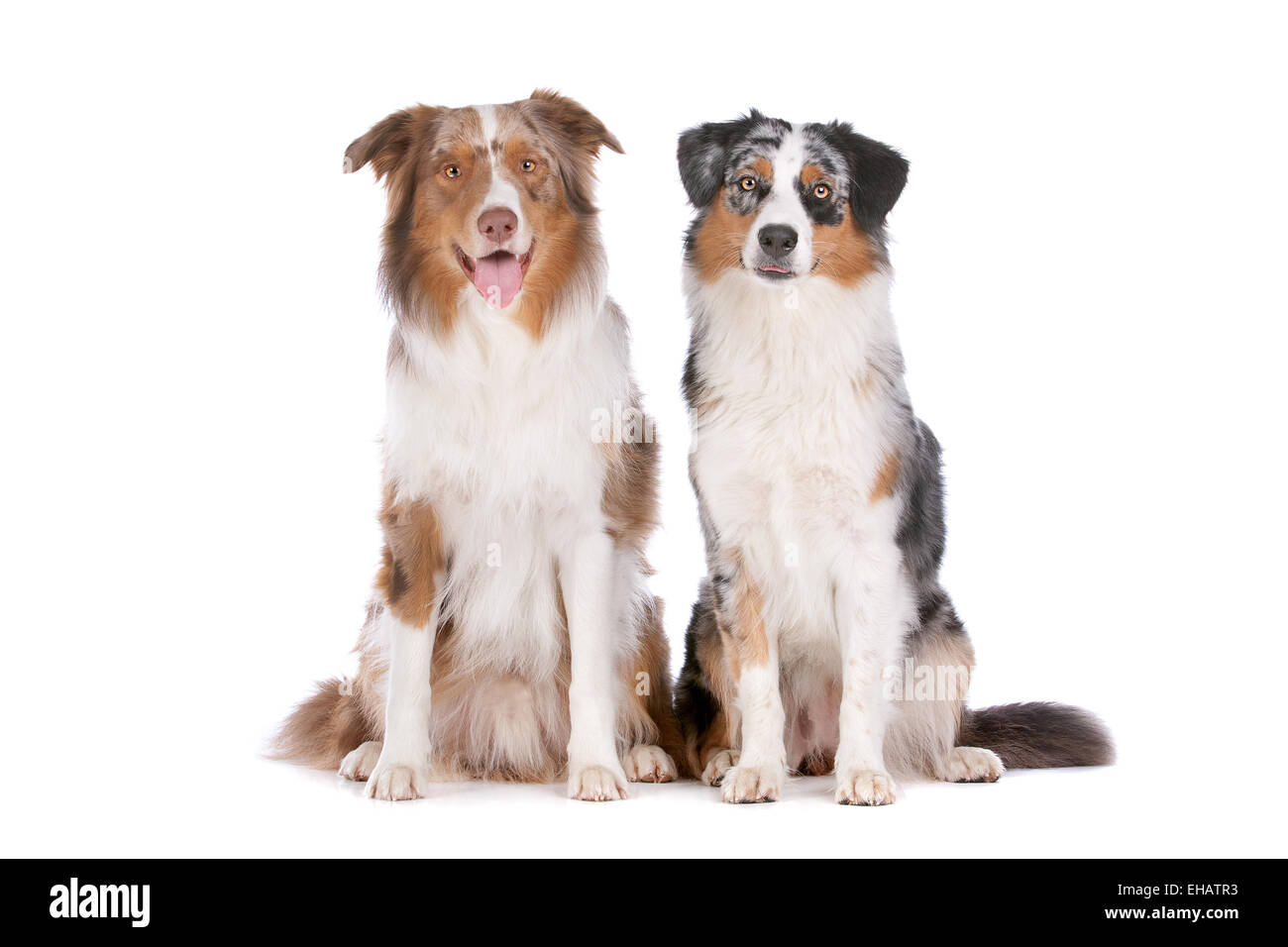 Two Australian Shepherd dogs Stock Photo - Alamy