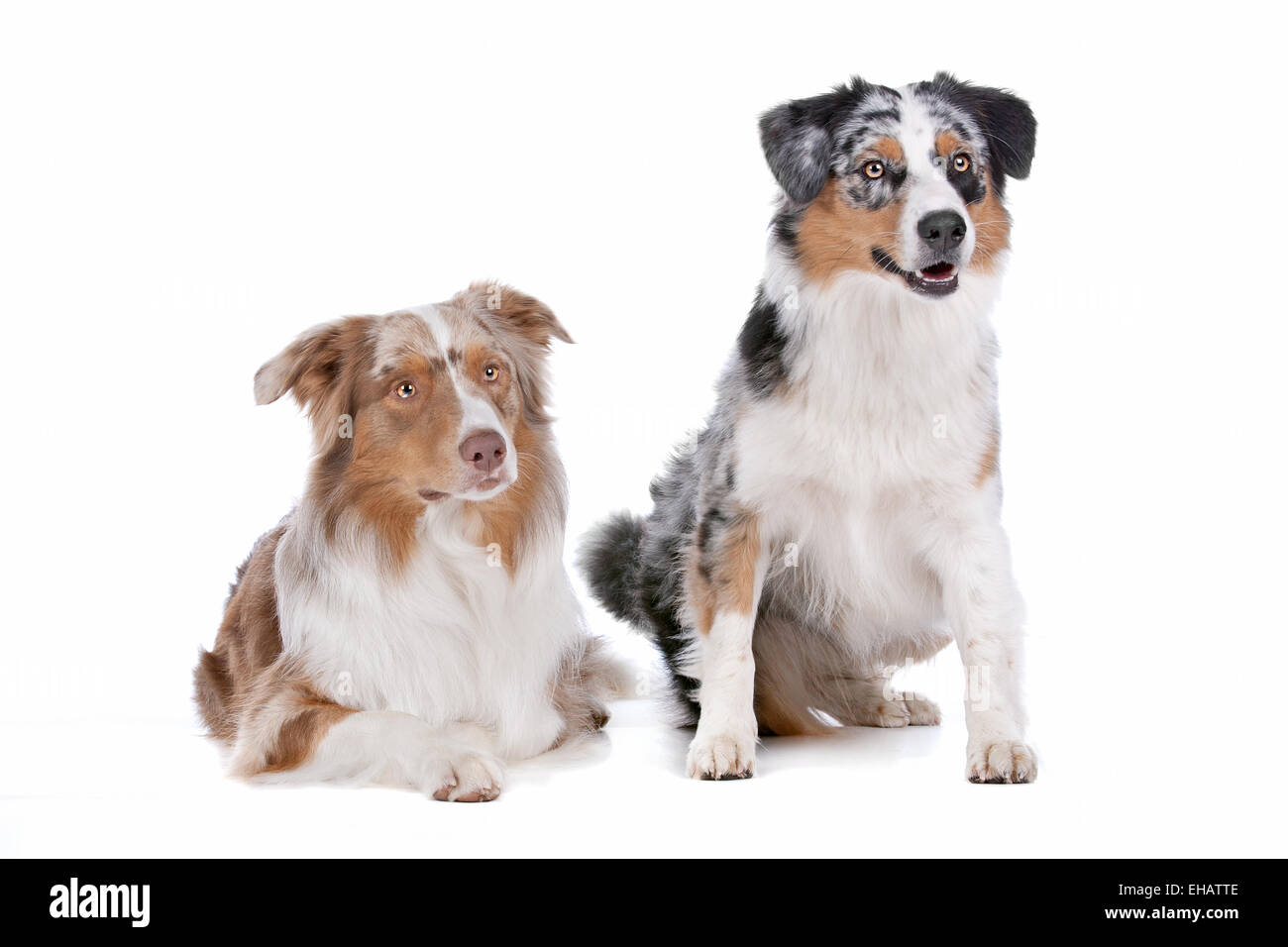 Two Australian Shepherd dogs Stock Photo - Alamy