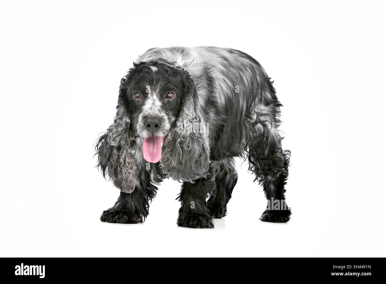 Roan cocker spaniel hi-res stock photography and images - Alamy