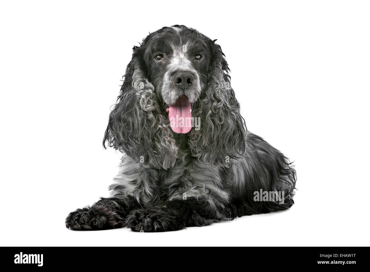 Blue roan cocker spaniel hi-res stock photography and images - Alamy