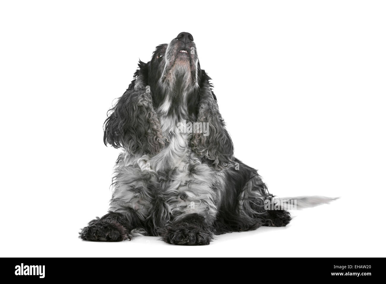 blue roan cocker spaniel Stock Photo - Alamy