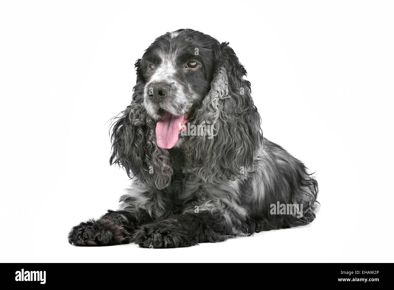 blue roan cocker spaniel Stock Photo - Alamy