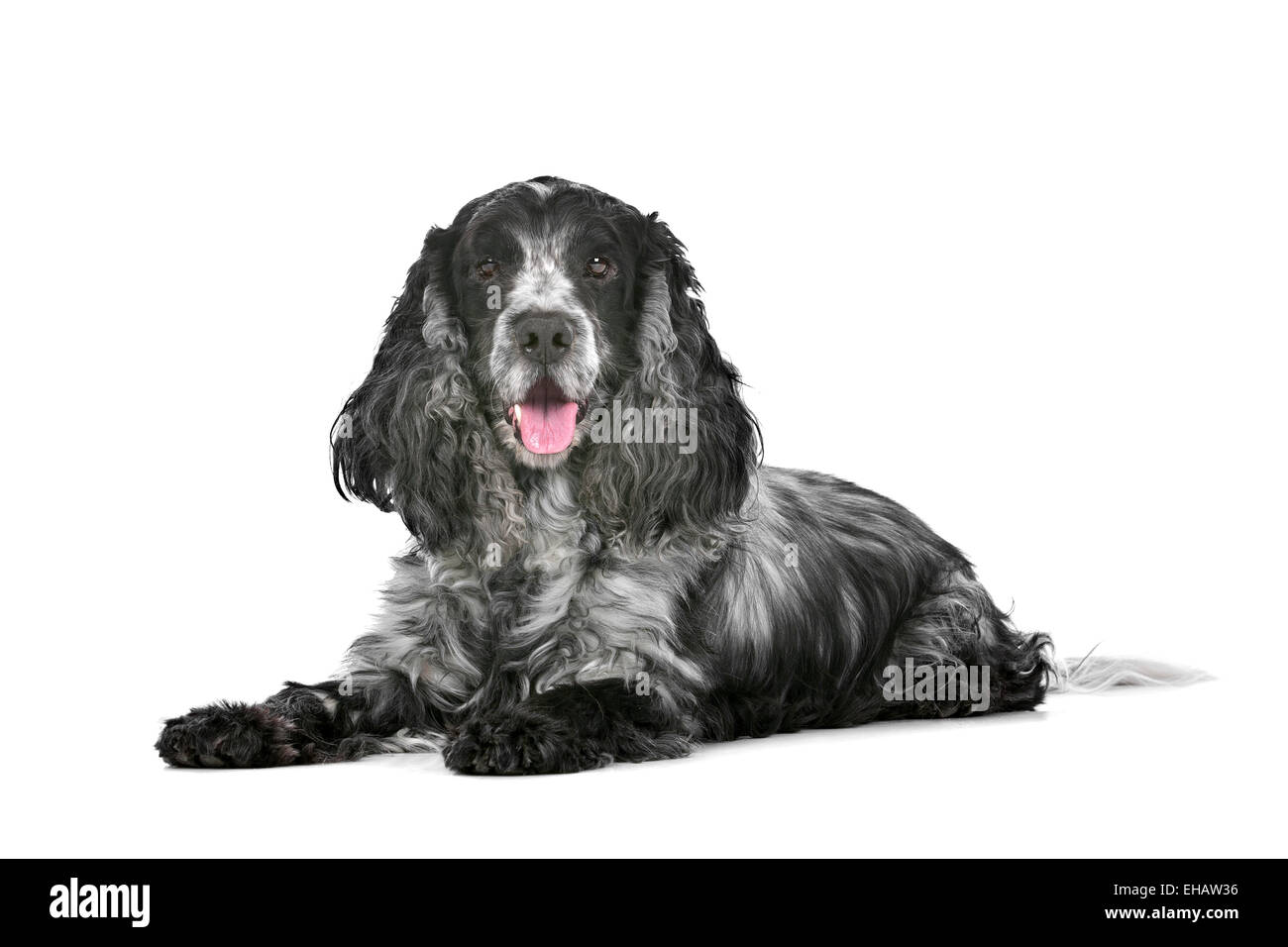 Blue roan cocker spaniel hi-res stock photography and images - Alamy