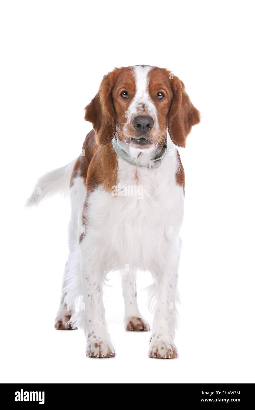 English springer spaniel on white Cut Out Stock Images & Pictures - Alamy
