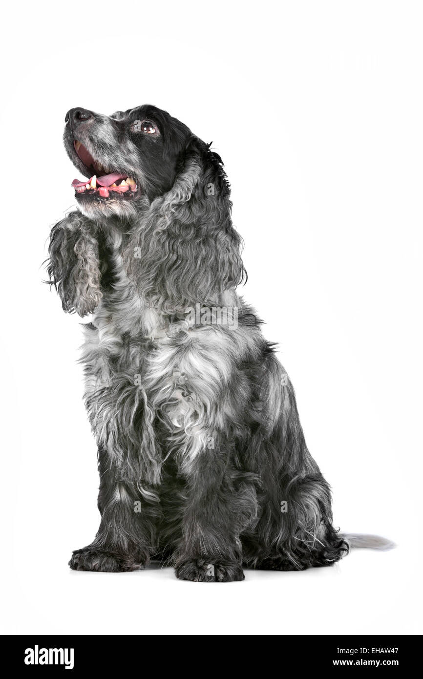 Roan Cut Out Stock Images & Pictures - Alamy