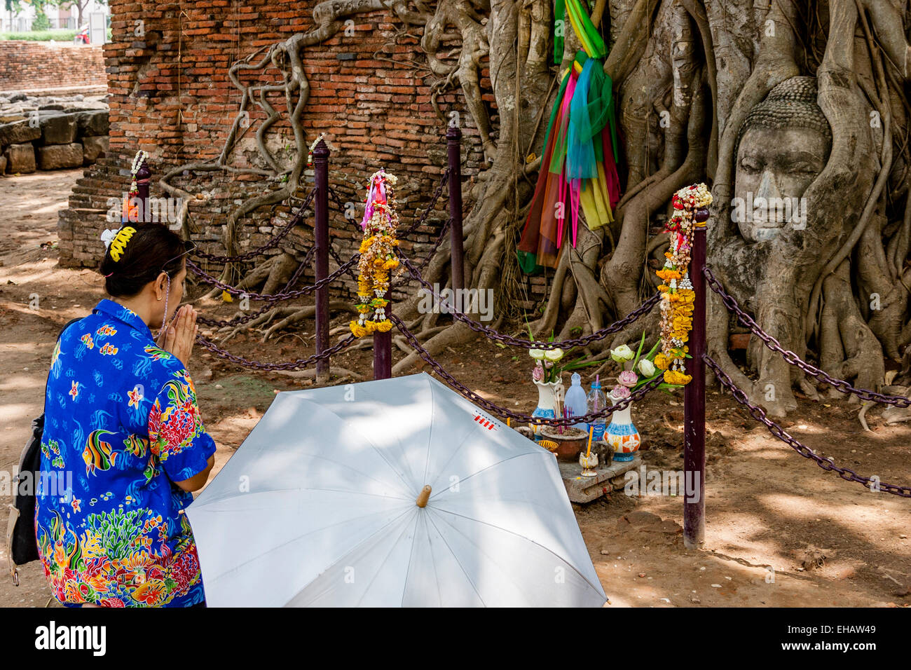 Thai Woman Praying By The Stone Buddha Head In Tree Roots Wat Phra
