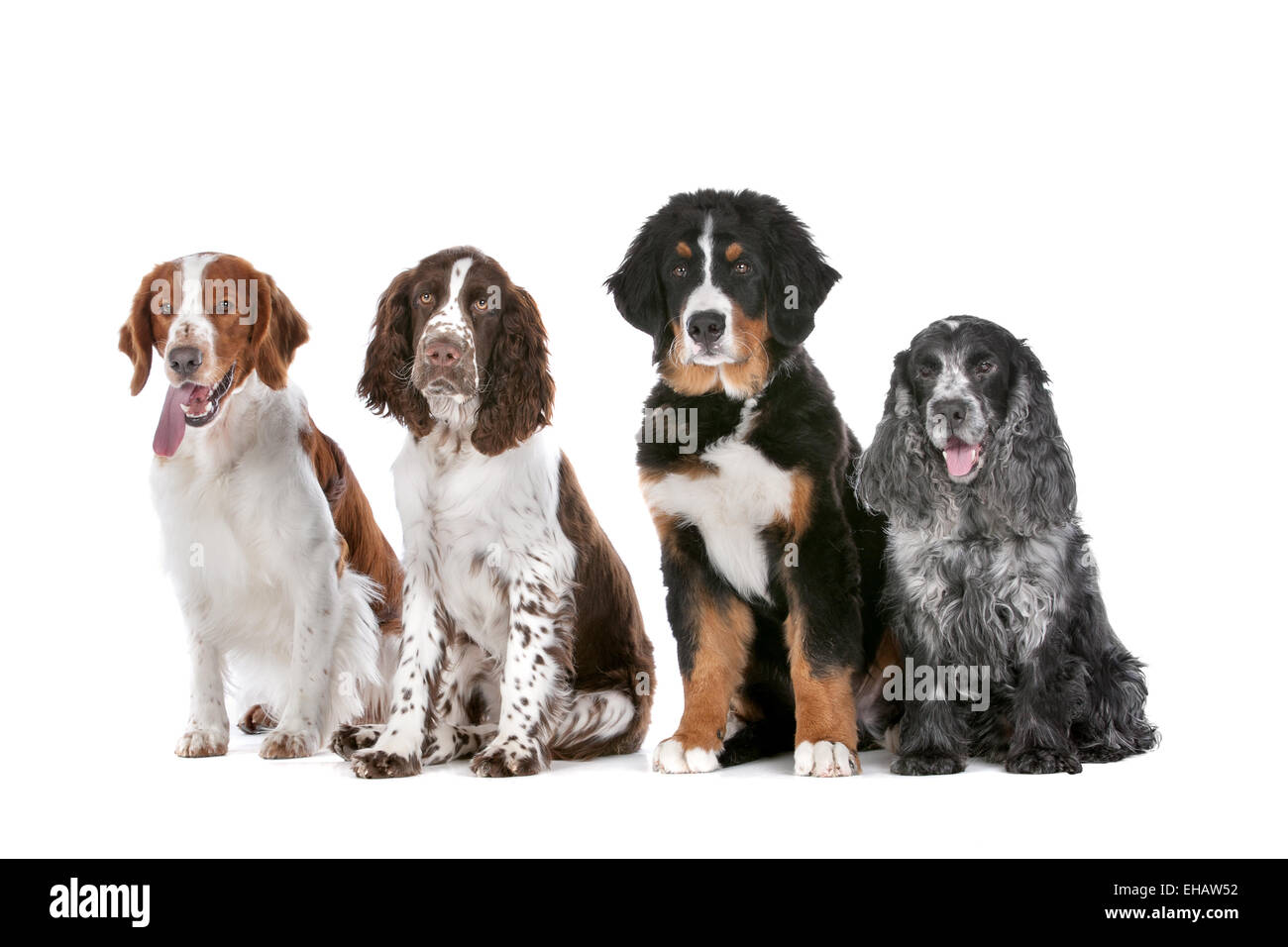 four dogs in a row Stock Photo - Alamy
